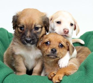 Foster Care Program – Central California SPCA, Fresno, CA