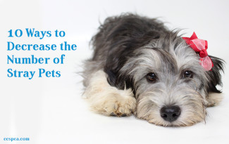 10 Ways to Decrease the Number of Stray Animals – Central California ...