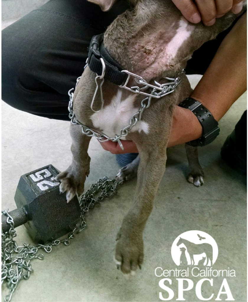 Pups Rescued from Abuse – Central California SPCA, Fresno, CA