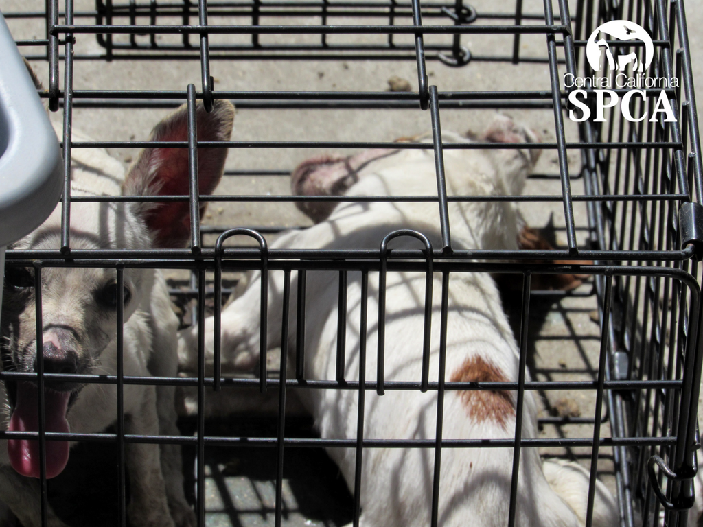 Humane Cases – Central California SPCA, Fresno, CA