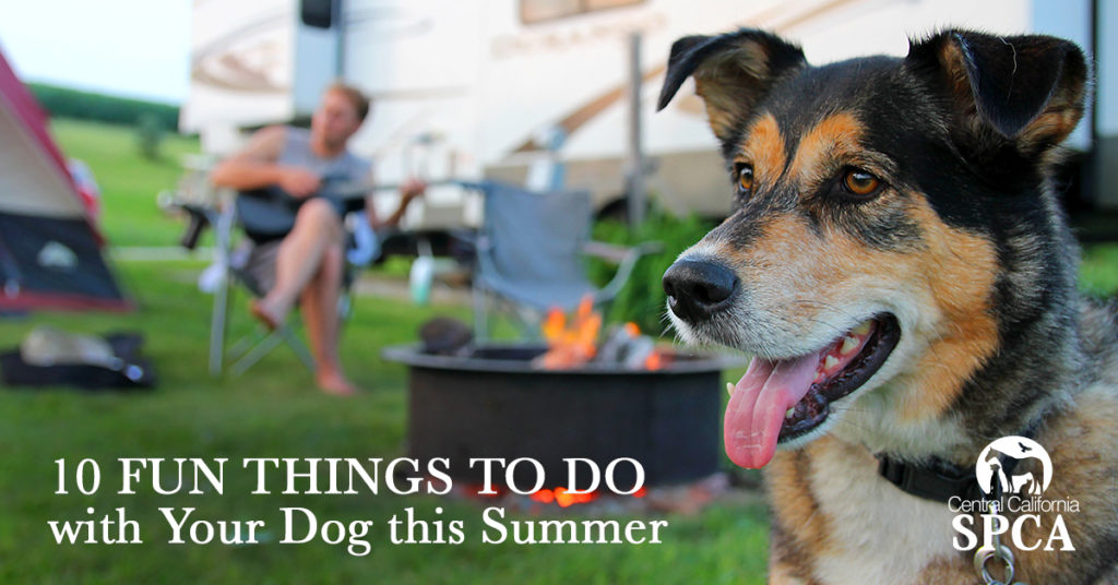 10 Fun Things to do with Your Dog this Summer – Central California SPCA ...