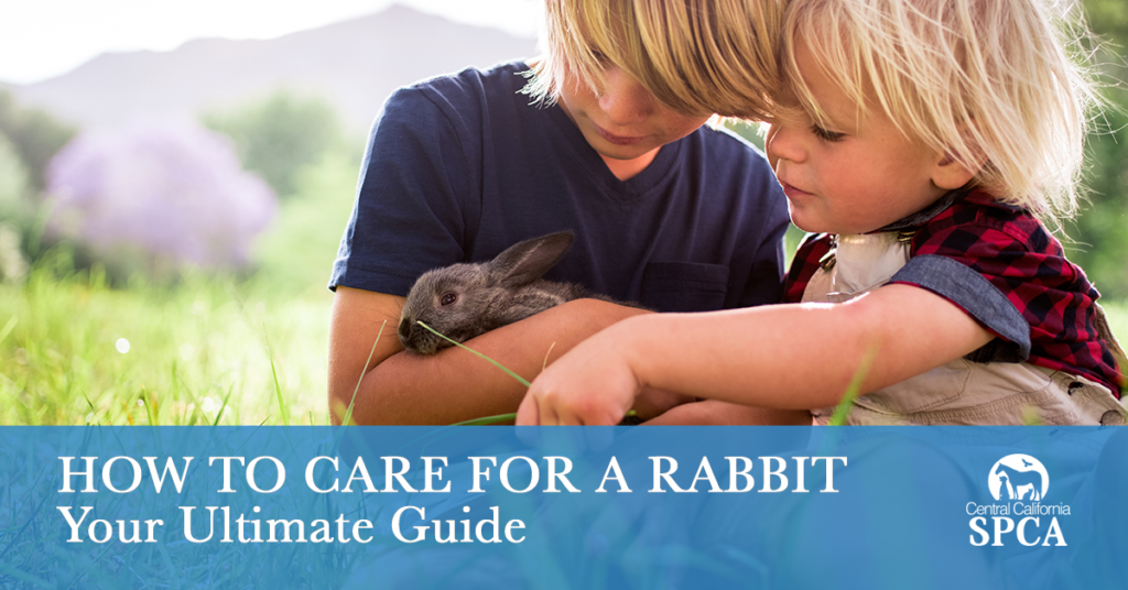 How to Care for a Rabbit – Your Ultimate Guide – Central California ...