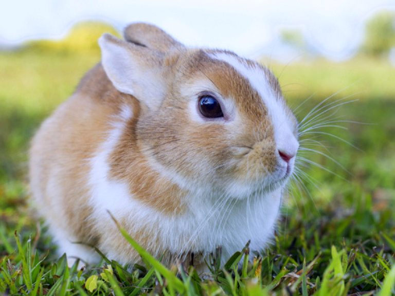 How to Care for a Rabbit – Your Ultimate Guide – Central California ...