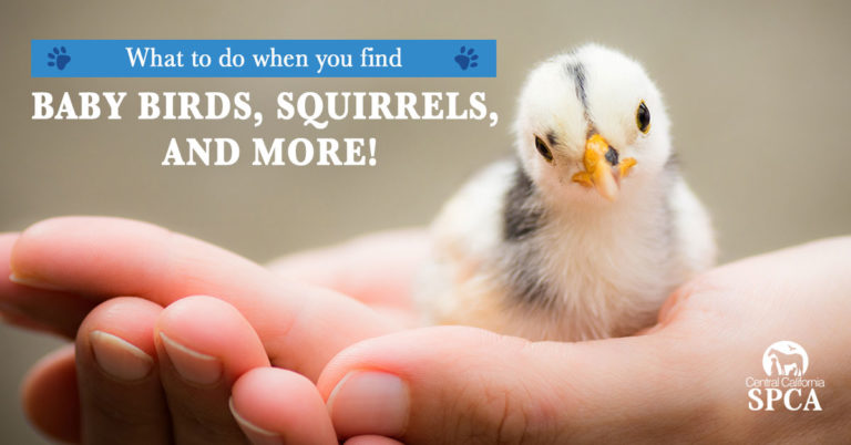 What to do when you find baby birds, squirrels, and more! – Central ...