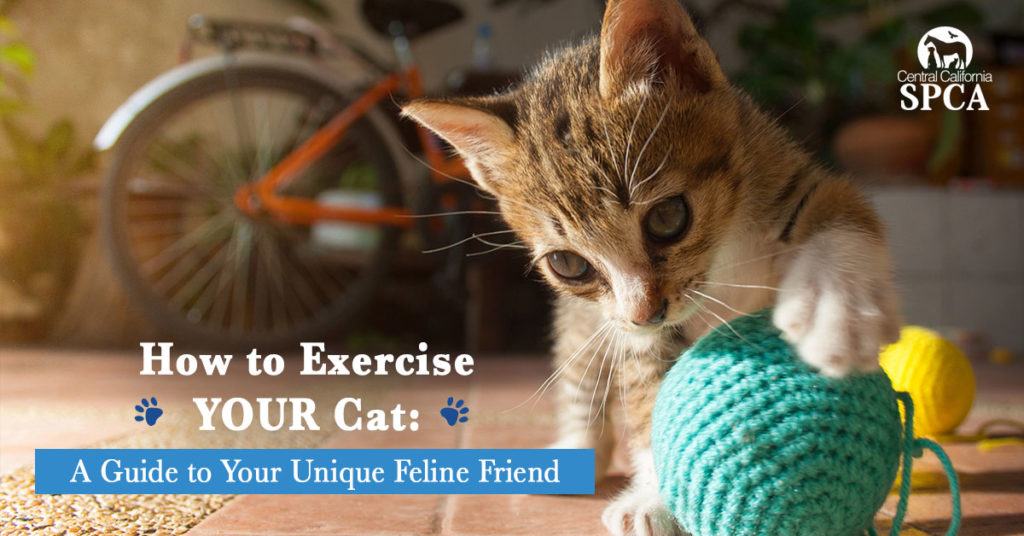 How to Exercise Your Cat: A Guide to Your Unique Feline Friend ...
