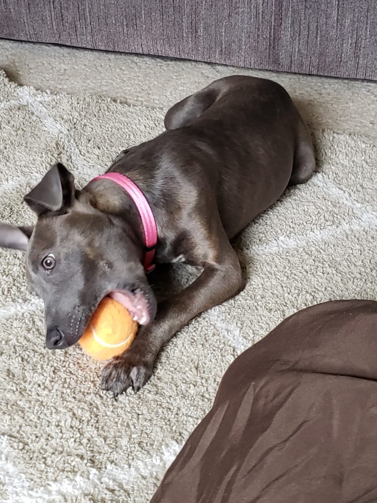 Awesome Adoption PUPdates! – Central California SPCA, Fresno, CA