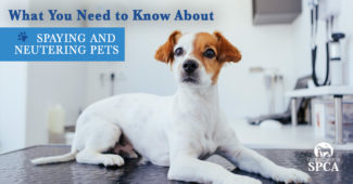 What You Need to Know About Spaying and Neutering Pets – Central ...