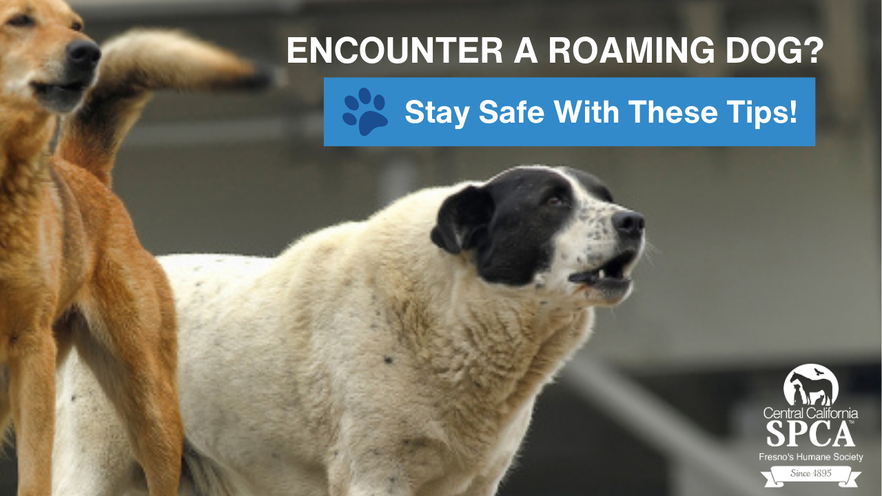 Encounter a Roaming Dog? Stay Safe With These Tips! – Central ...